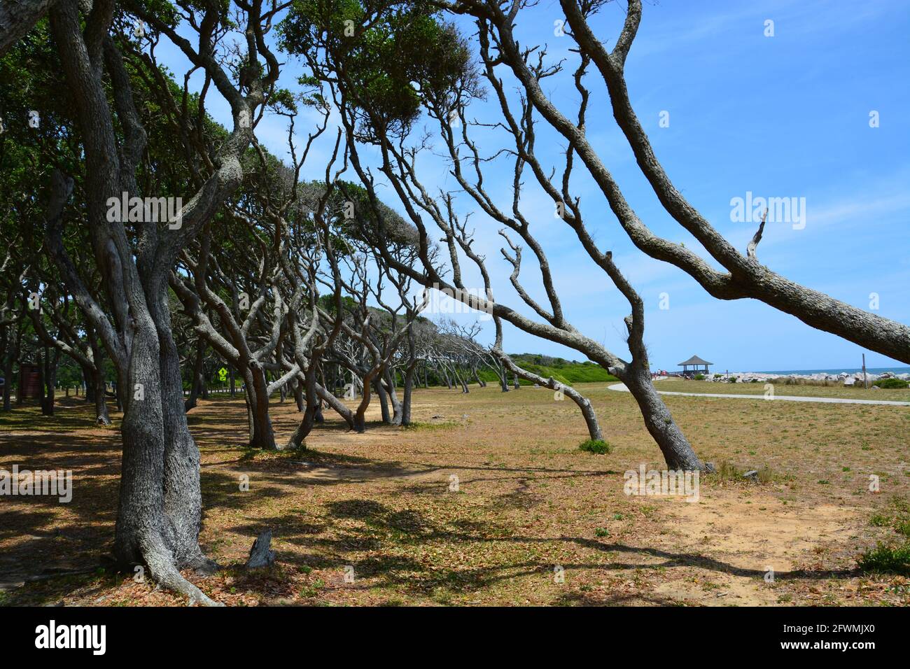 Coastal oak trees hi-res stock photography and images - Alamy