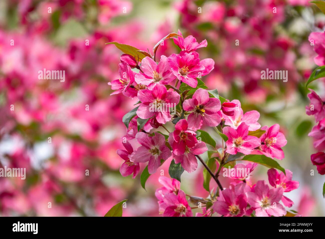 Fresh pink flowers of a blossoming apple tree with blured background ...