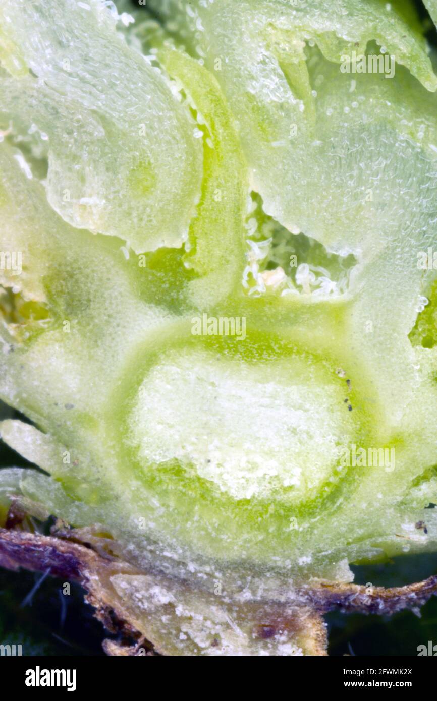 blackcurrant gall or big bud mite (Cecidophyopsis ribis) is a dangerous ...