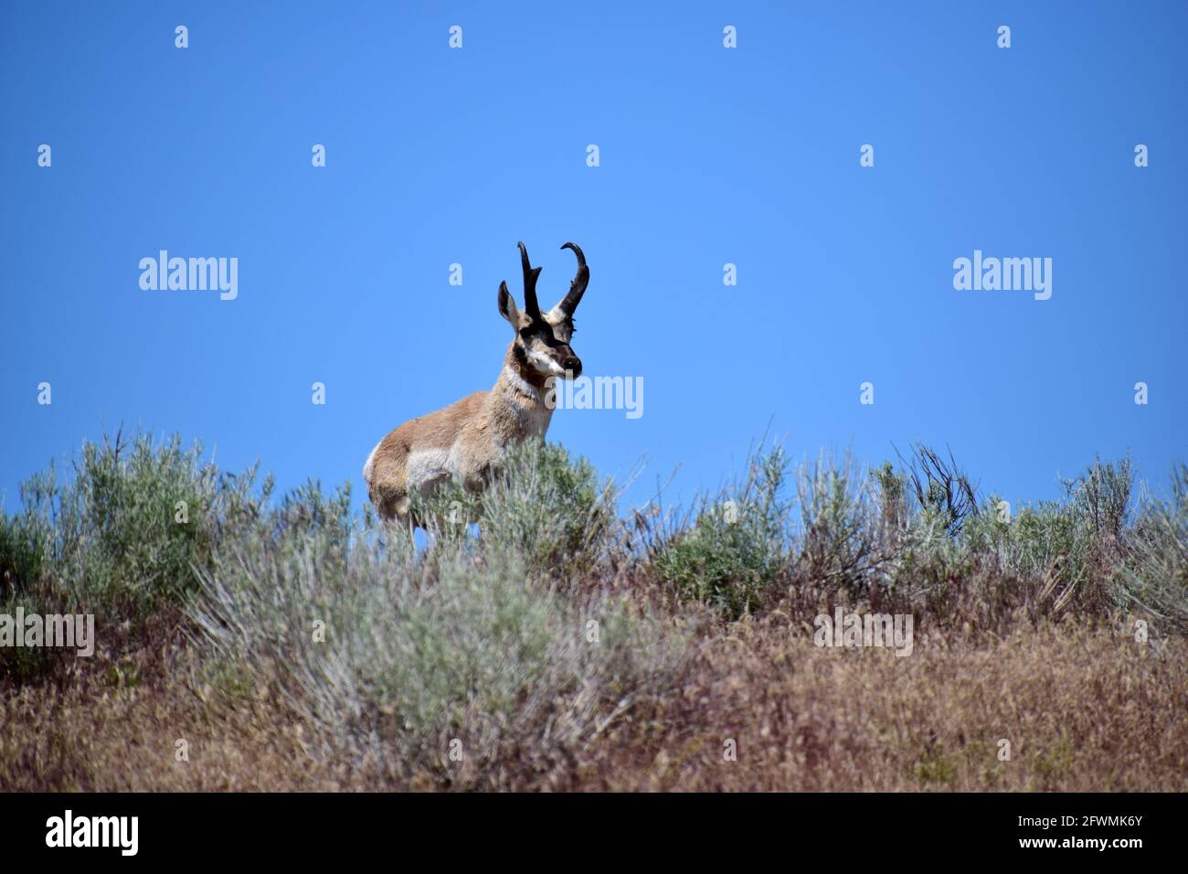 Speedgoat hi-res stock photography and images - Alamy