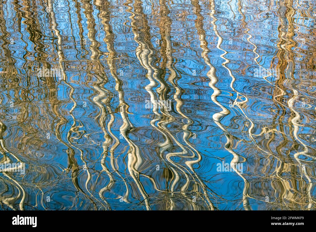 Tree reflections in lake, Minnesota, USA, by Dominique Braud/Dembinsky ...