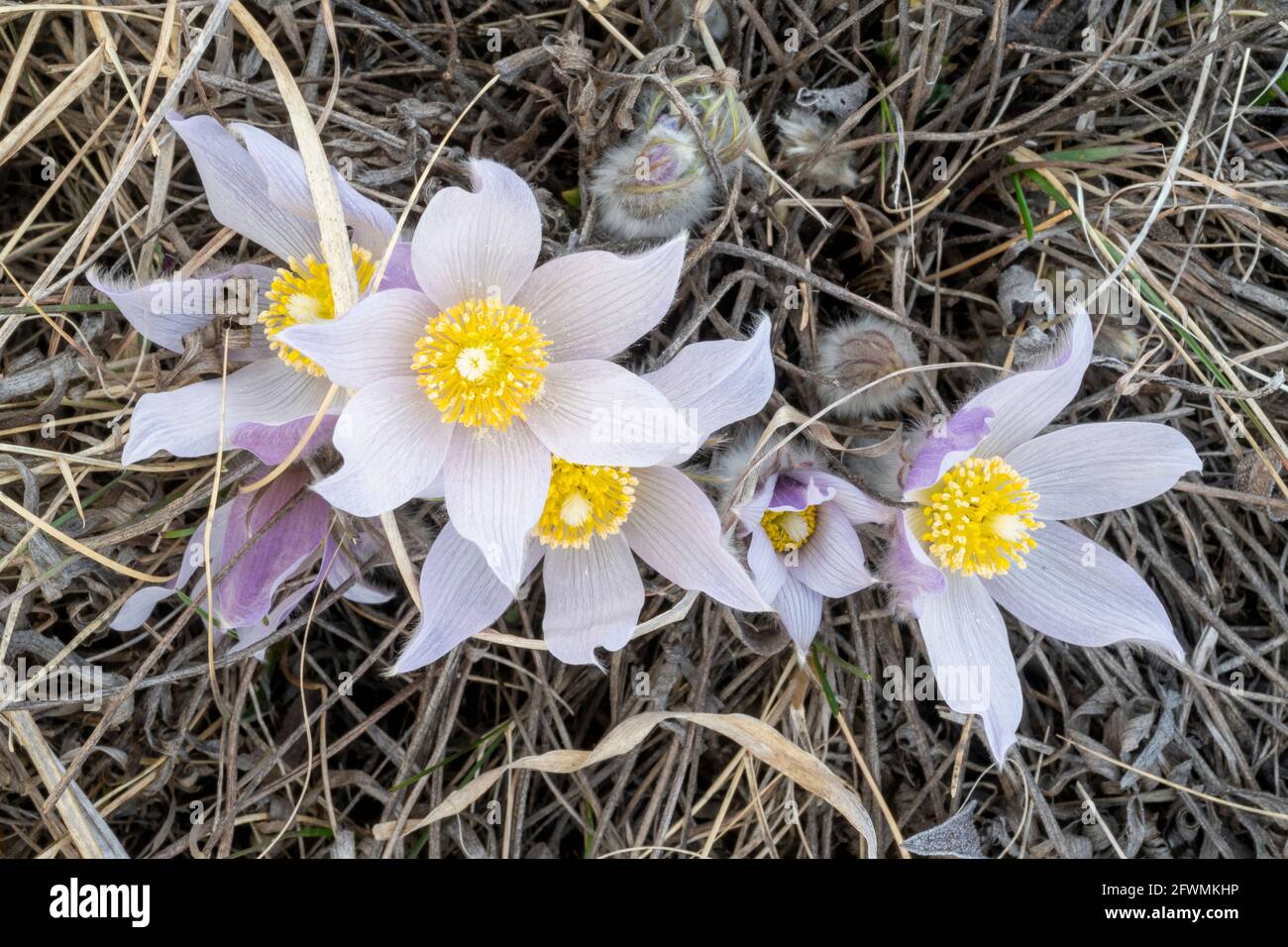 Native american flower hi-res stock photography and images - Alamy