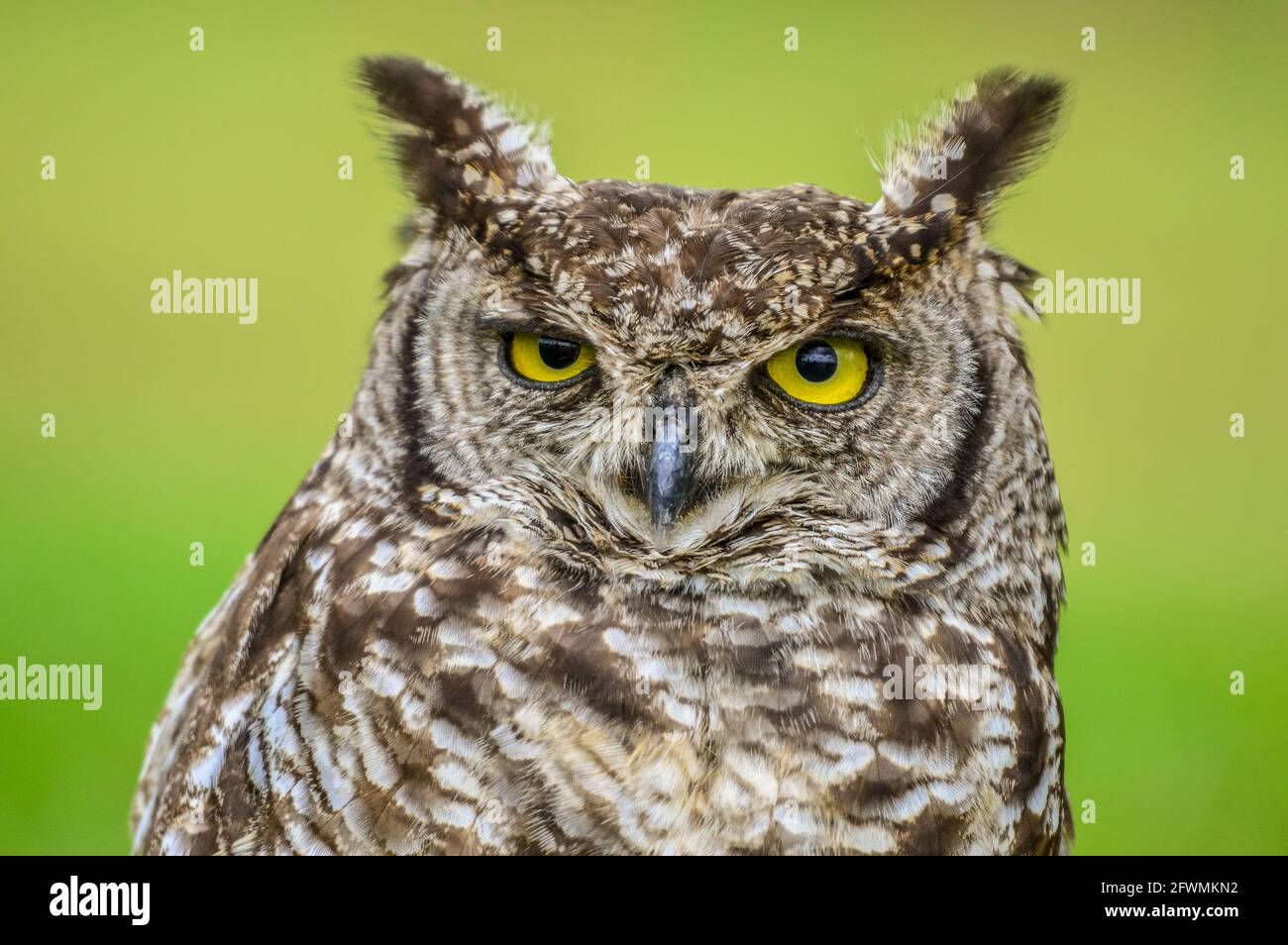 Cape eagle-owl or bubo capensis headshot portrait with copy space Stock ...