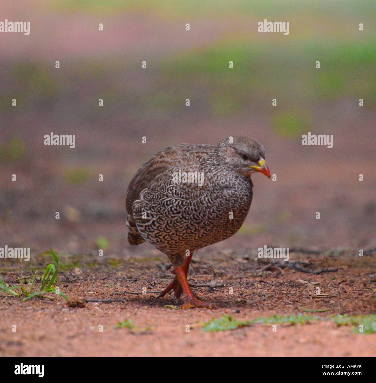 Natal birding hi-res stock photography and images - Alamy