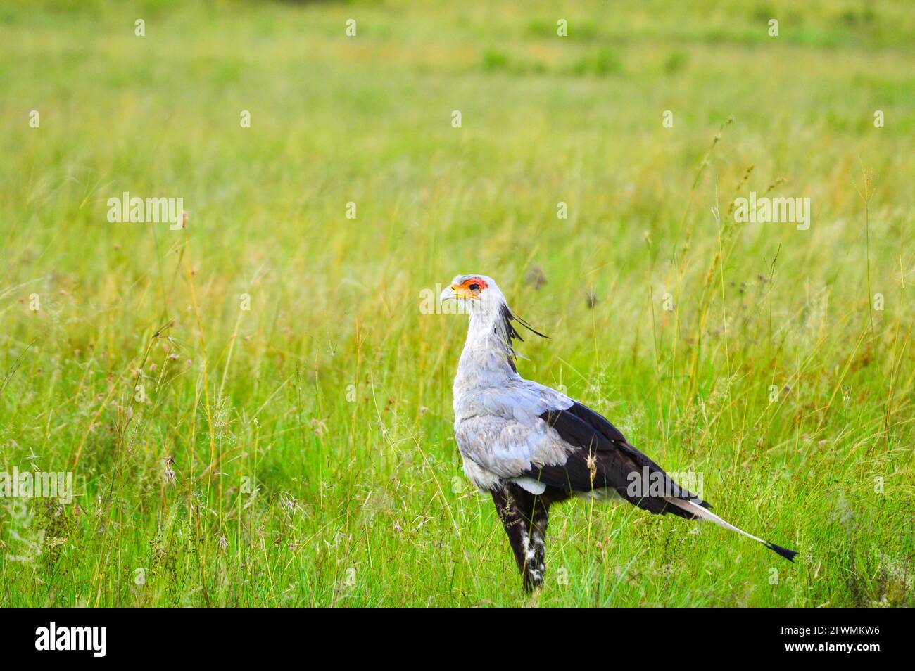 Secretarybird or Secretary bird a terrestrial bird which eats snakes ...