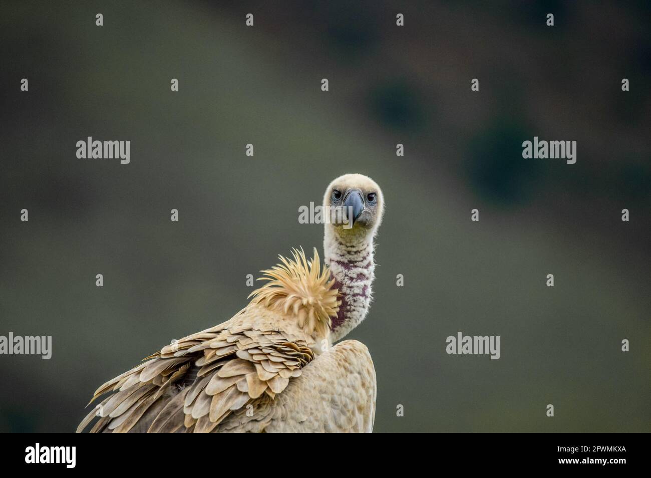 Largest raptor of africa hi-res stock photography and images - Alamy