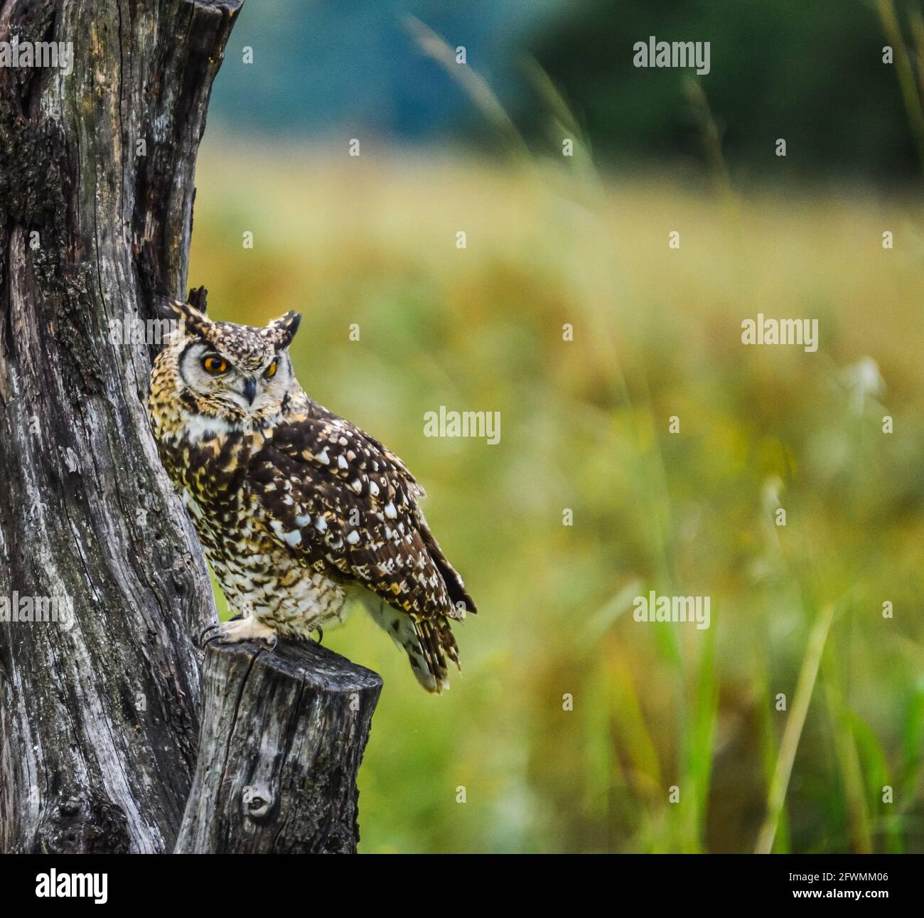 Cape eagle owl bubo capensis hi-res stock photography and images - Alamy