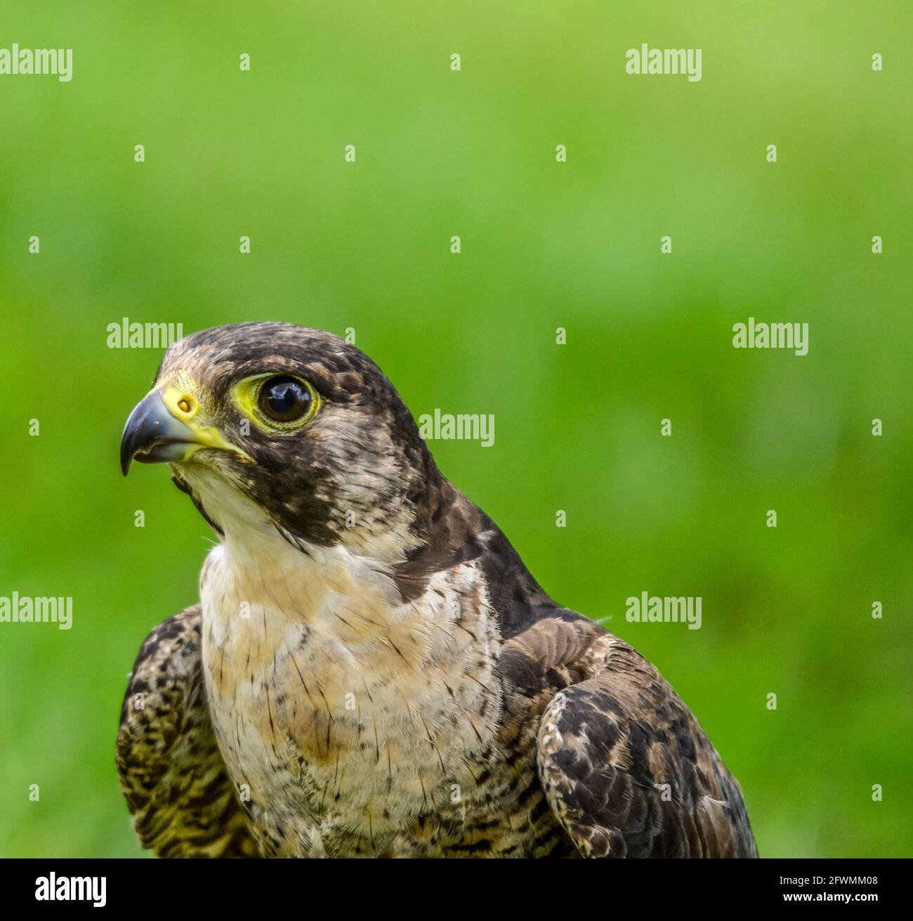 Isolated Peregrine falcon (Falco peregrinus) or duck hawk perched on ...