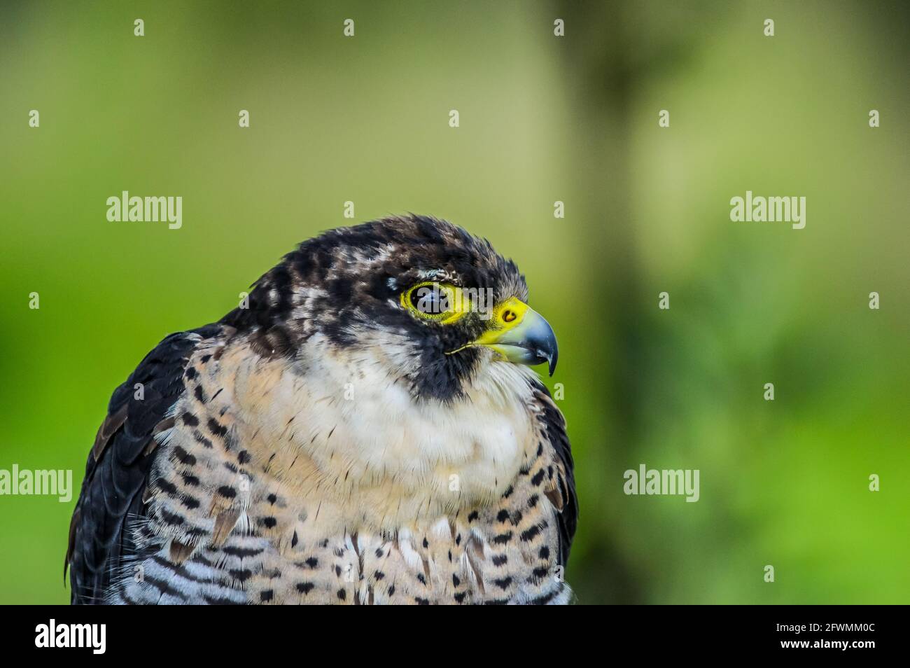 Fastest bird hi-res stock photography and images - Alamy