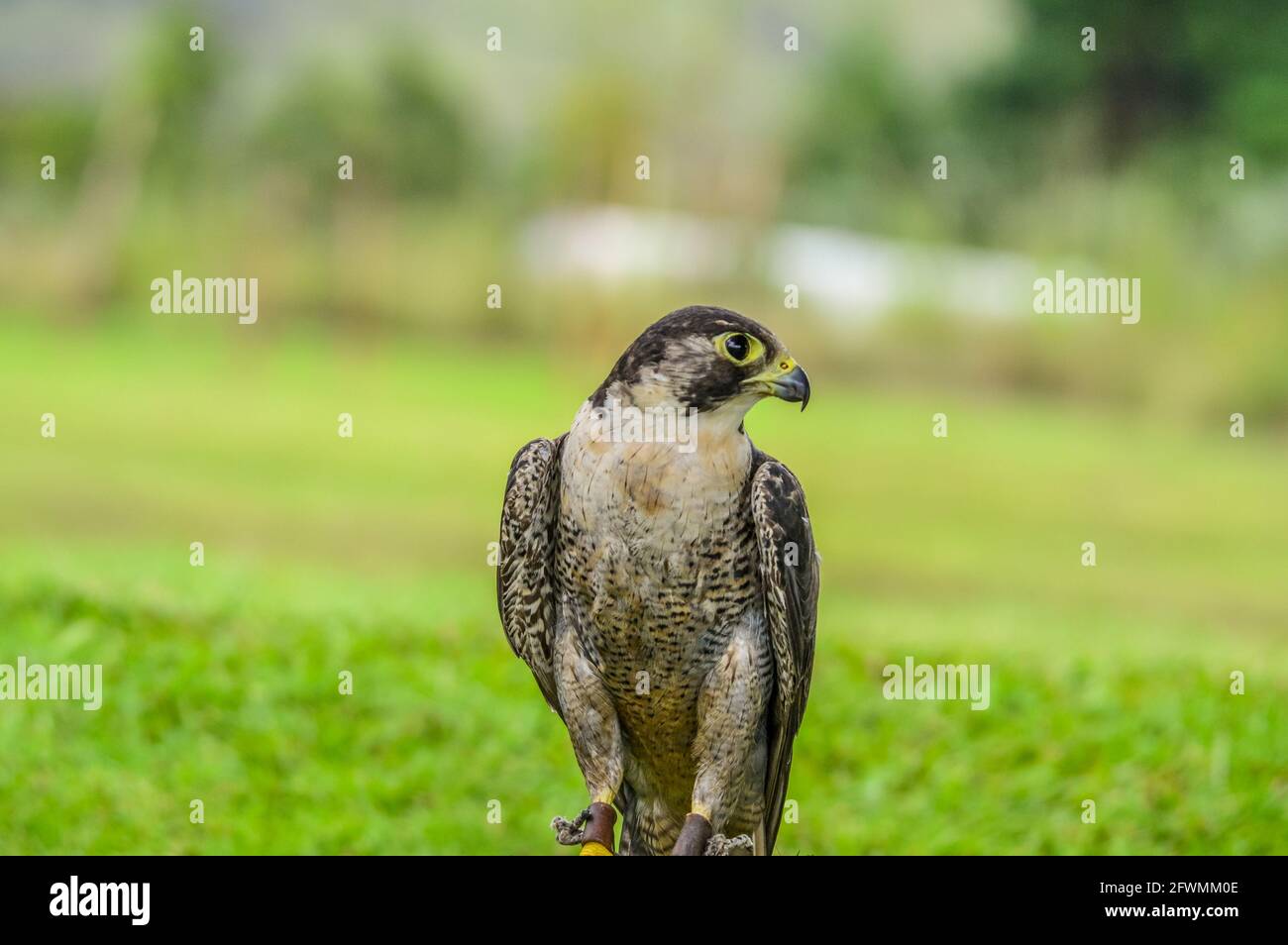 Isolated Peregrine falcon (Falco peregrinus) or duck hawk perched on ...