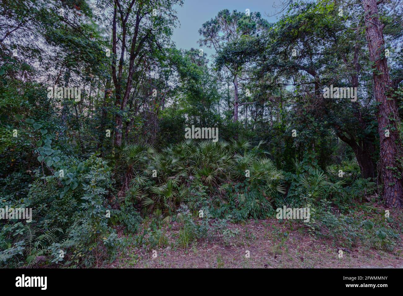 Florida palmetto pine forest hi-res stock photography and images - Alamy