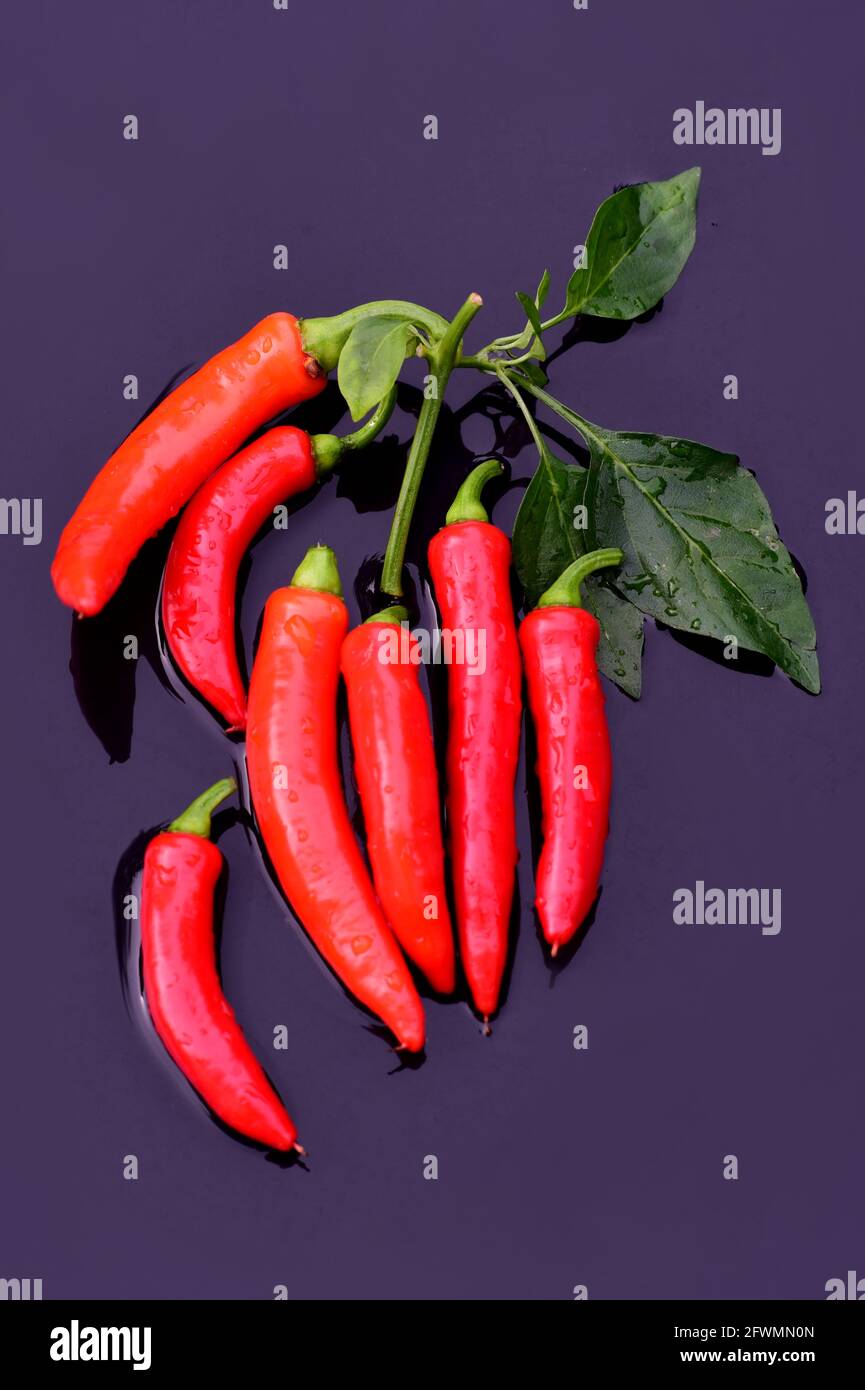 red hot chilli peppers capsicum annuum, with stem and leaves freshly ...
