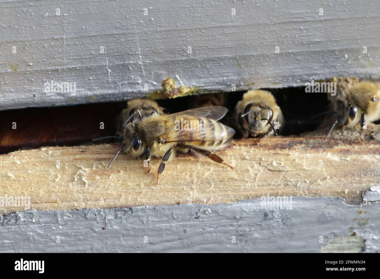 A closeup shot of a silver, wooden hive with hardworking bees - for backgrounds and textures ...