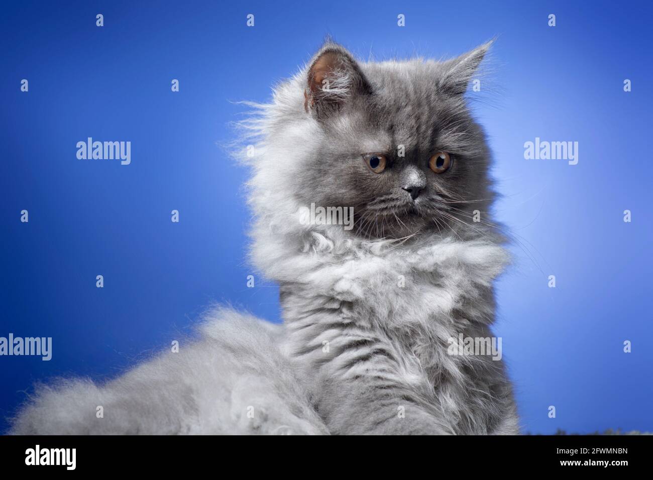 Cute long haired grey ragamuffin kitten stretching Stock Photo - Alamy