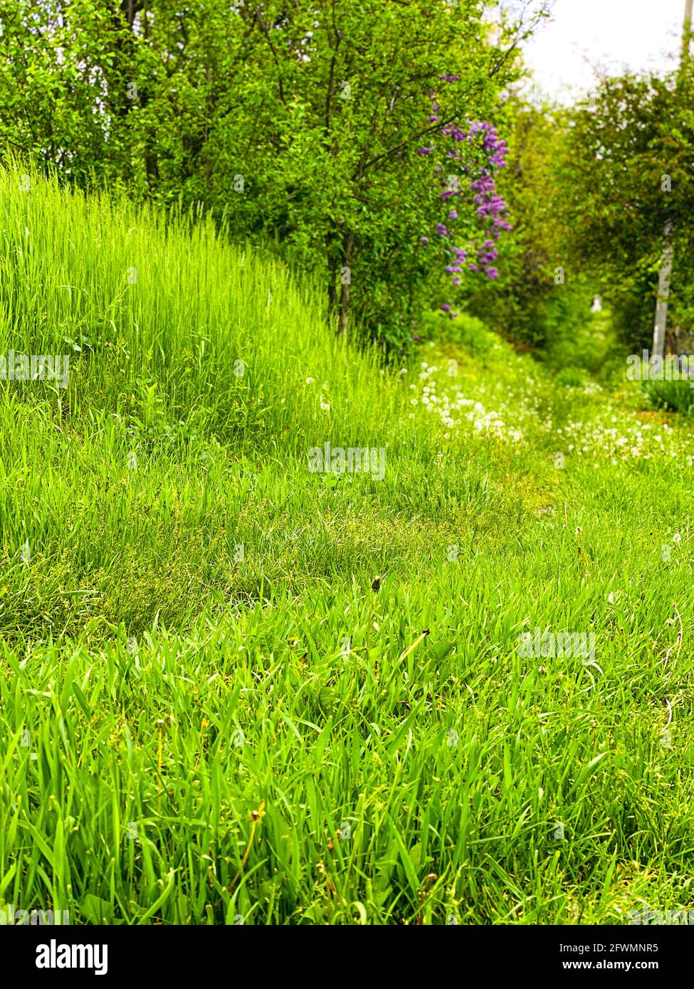village path in greenery, free space Stock Photo - Alamy