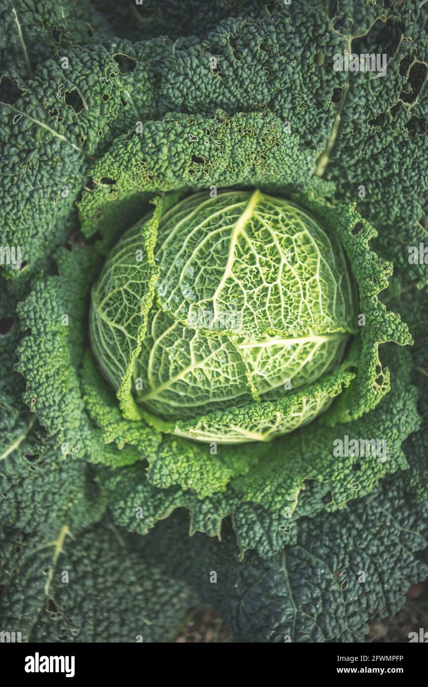The heart of a green cabbage Stock Photo - Alamy