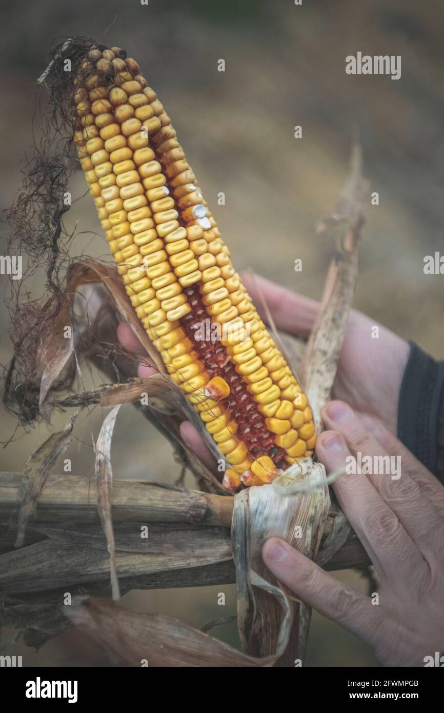 Holding a corn cob hi-res stock photography and images - Alamy