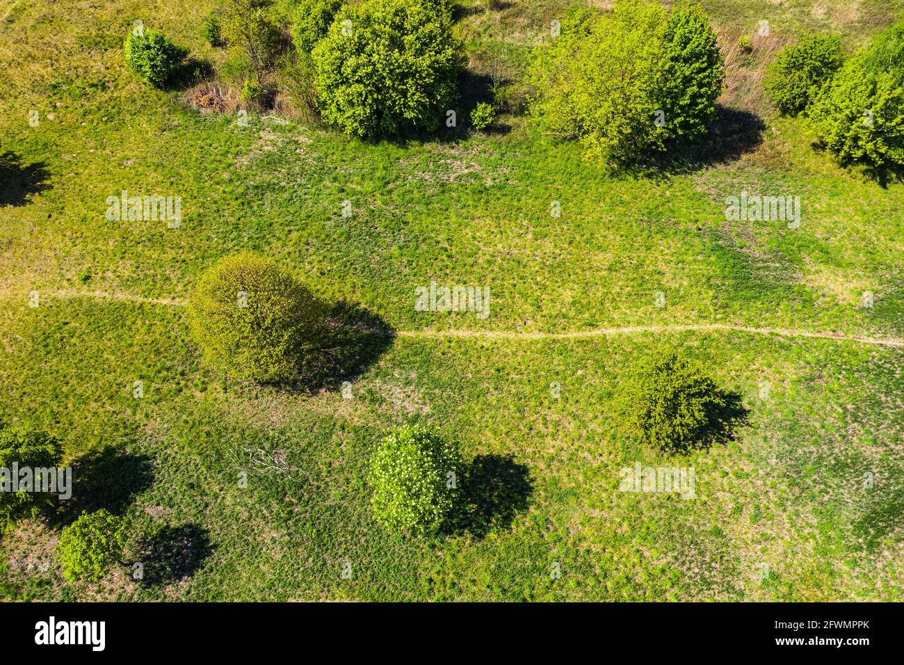 Top view aerial shot of green field with grass and trees Stock Photo ...