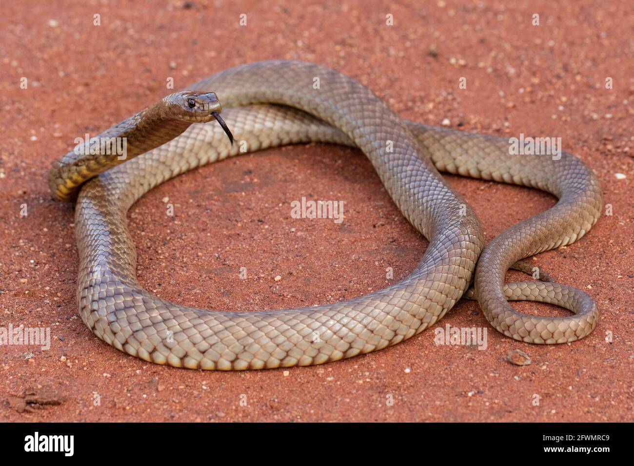 Strap-snouted Brown Snake in defensive stance Stock Photo - Alamy