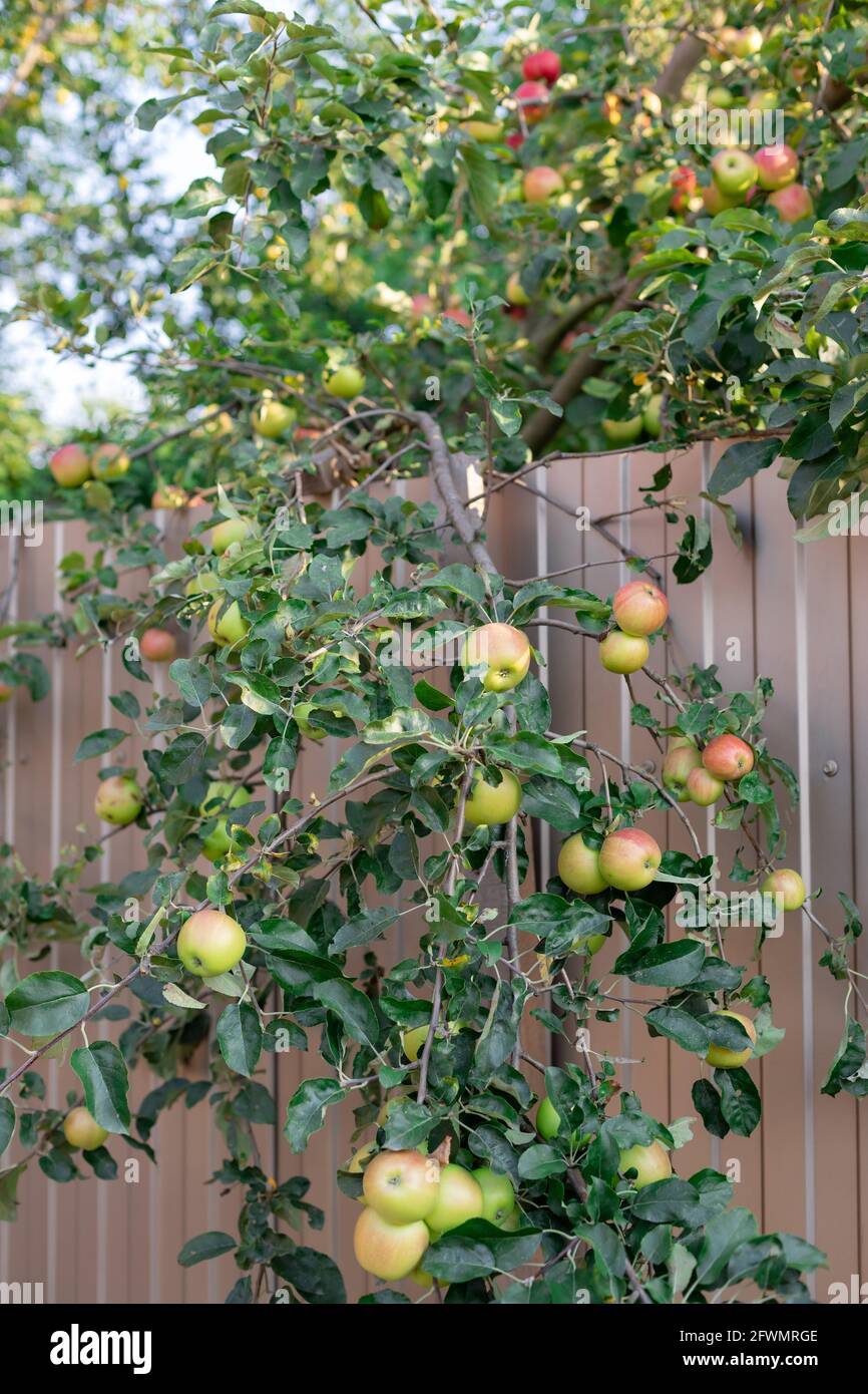 Apple tree harvest hi-res stock photography and images - Alamy