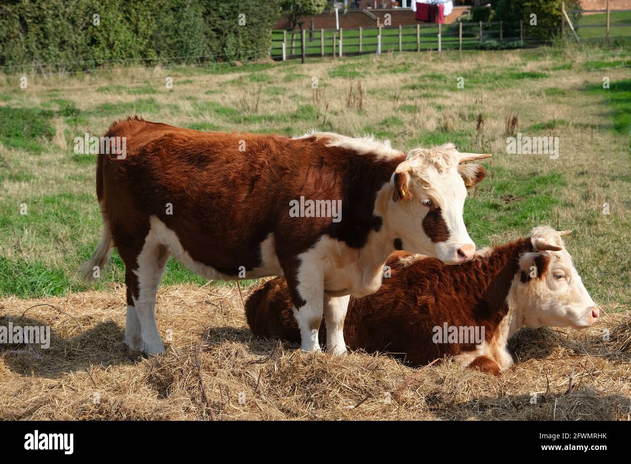 Montbeliarde cattle hi-res stock photography and images - Alamy