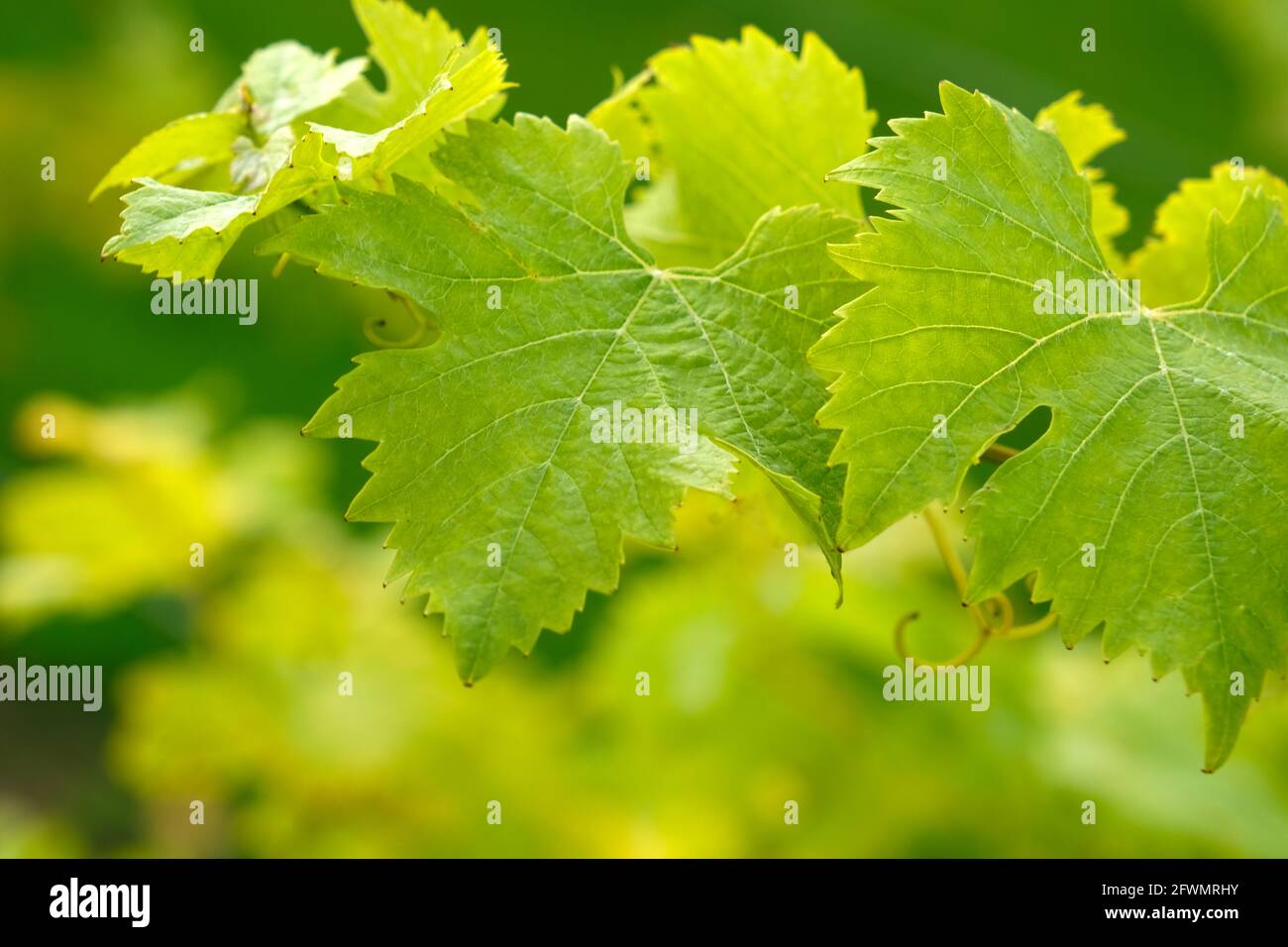Green Grape Texture