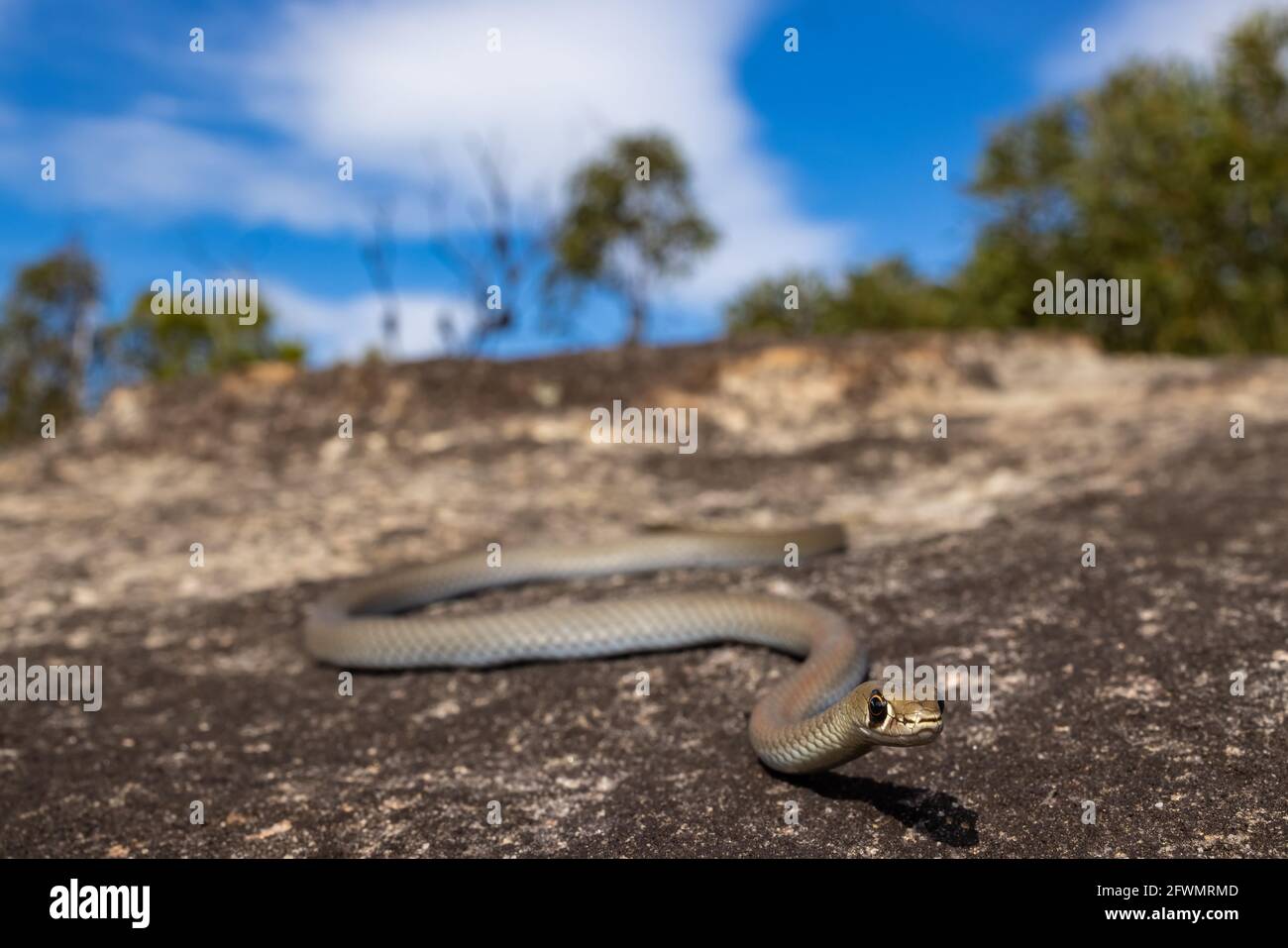 Yellow-faced Whip Snake basking on sandstone rock Stock Photo - Alamy