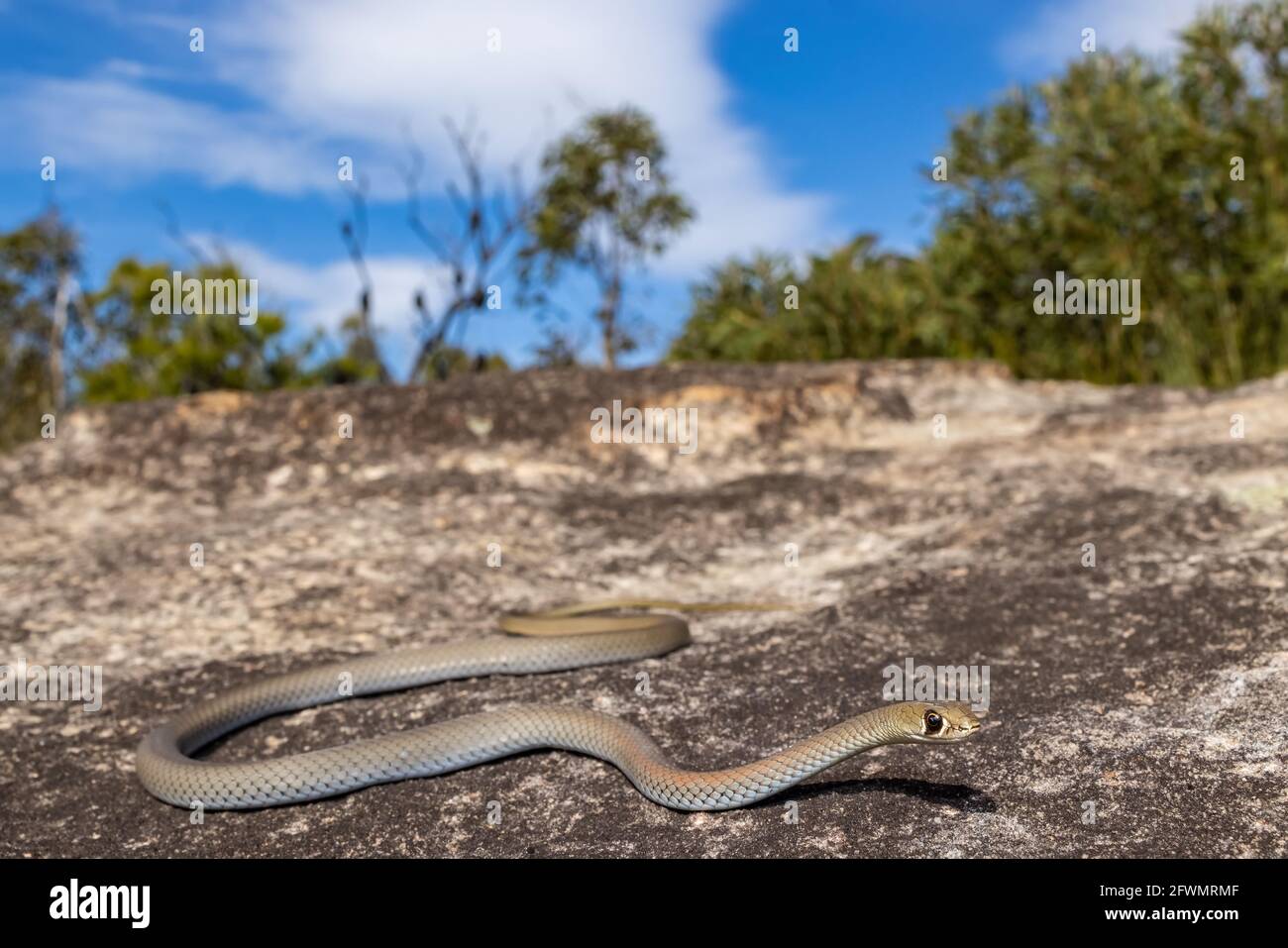 Yellow-faced Whip Snake basking on sandstone rock Stock Photo - Alamy