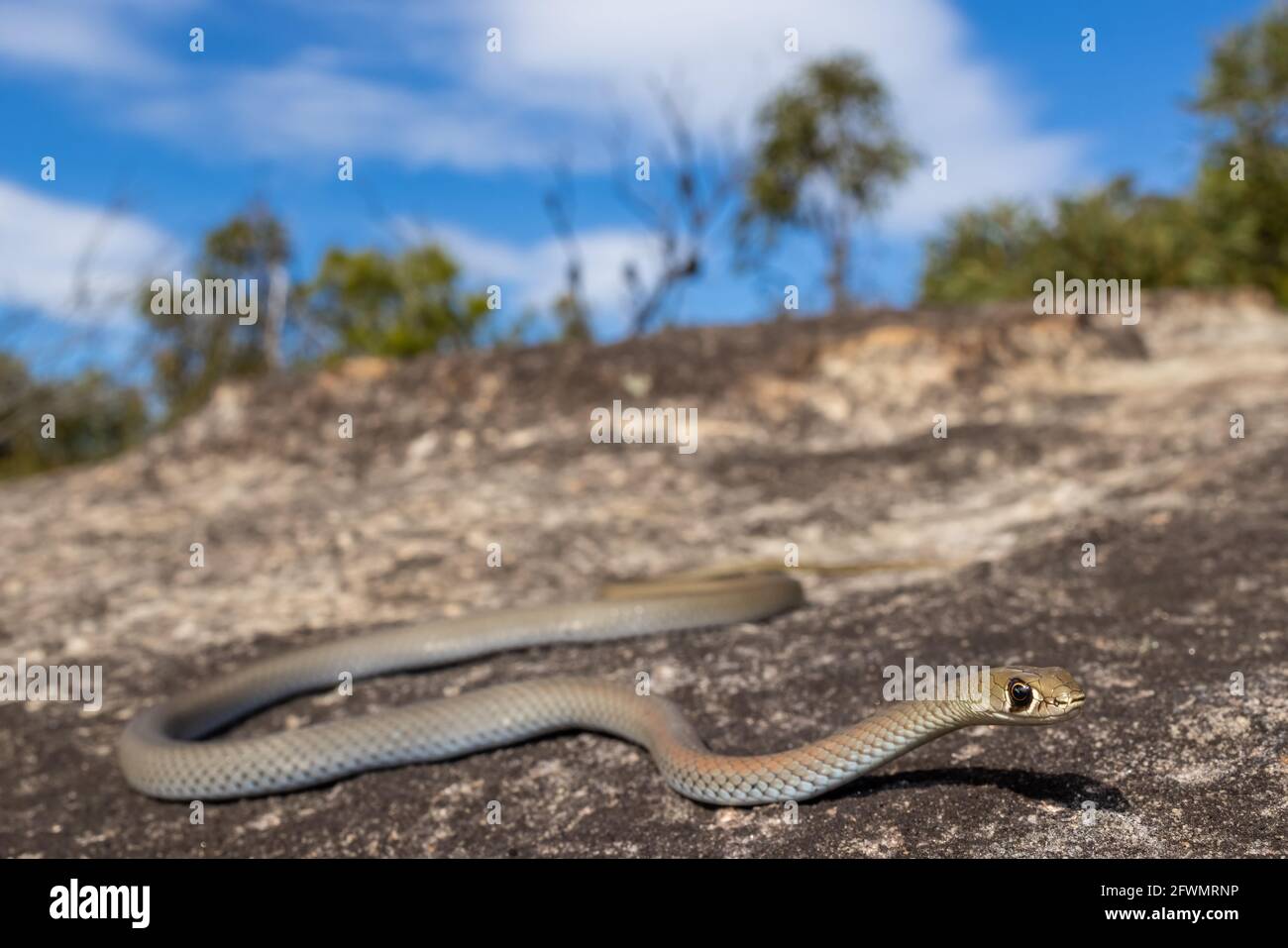 Yellow-faced Whip Snake basking on sandstone rock Stock Photo - Alamy