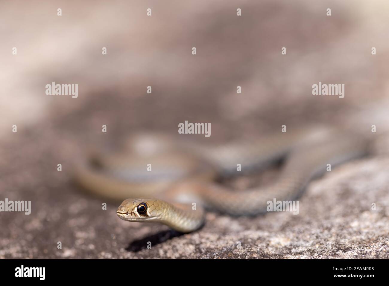 Yellow faced whip snake hi-res stock photography and images - Alamy