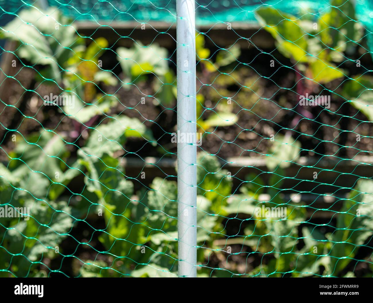 Cover vegetables with netting hi-res stock photography and images - Alamy