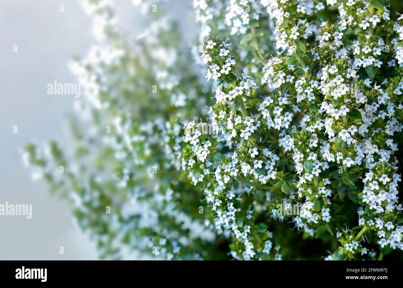 Thyme plant in bloom, side view. Close up thyme bush with tiny white ...