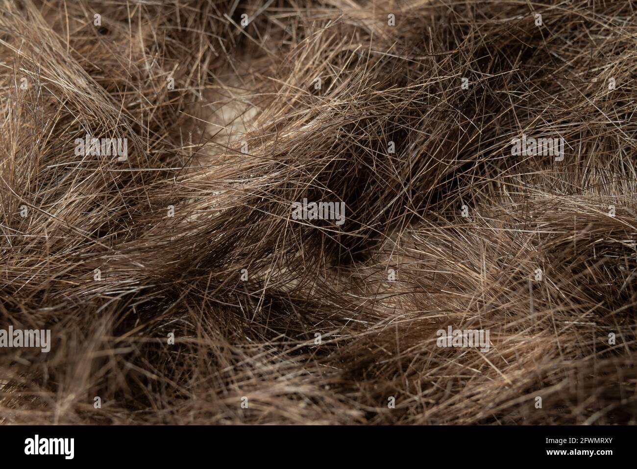 Pile of cut hair, top view. Macro of 1 cm long blond female hair after ...