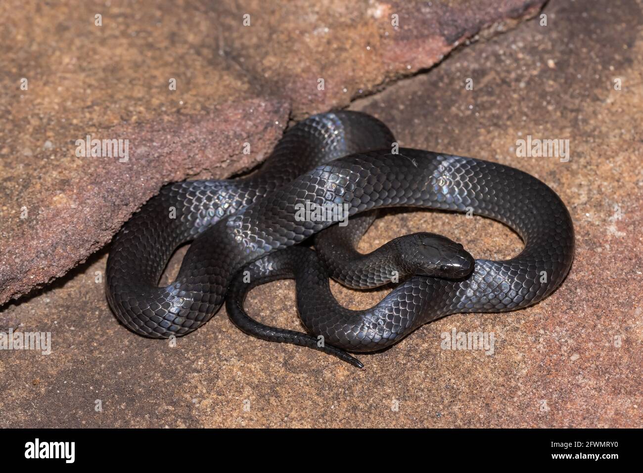 Eastern Small-eyed Snake curled up Stock Photo - Alamy