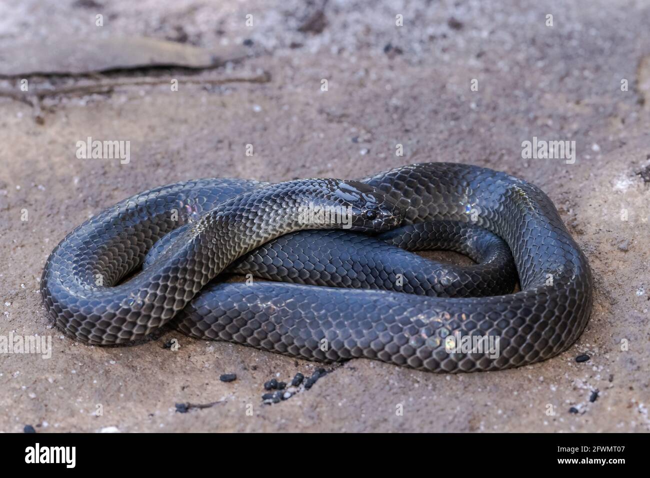 Eastern Small-eyed Snake curled up Stock Photo - Alamy
