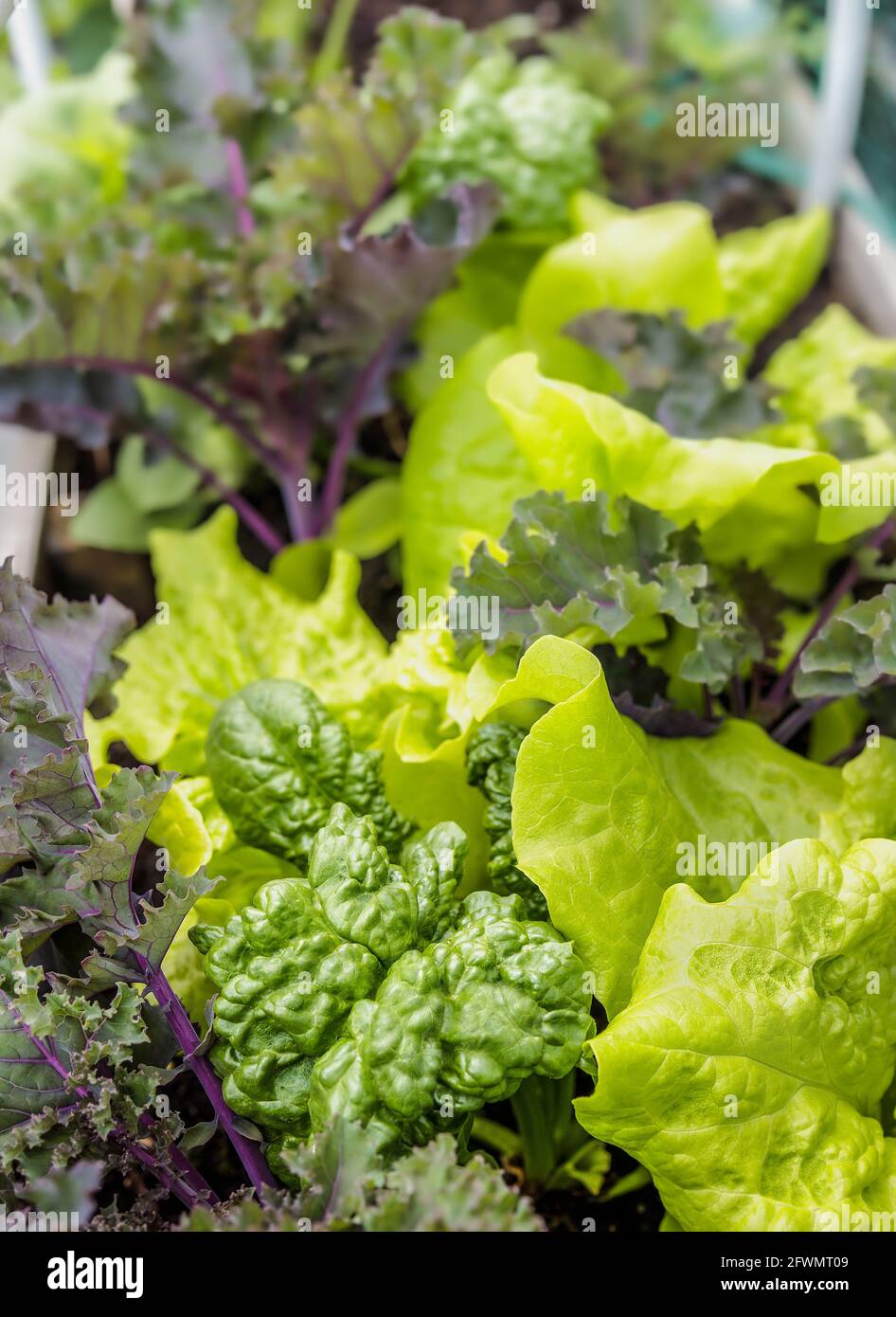 Intercropping hi-res stock photography and images - Alamy
