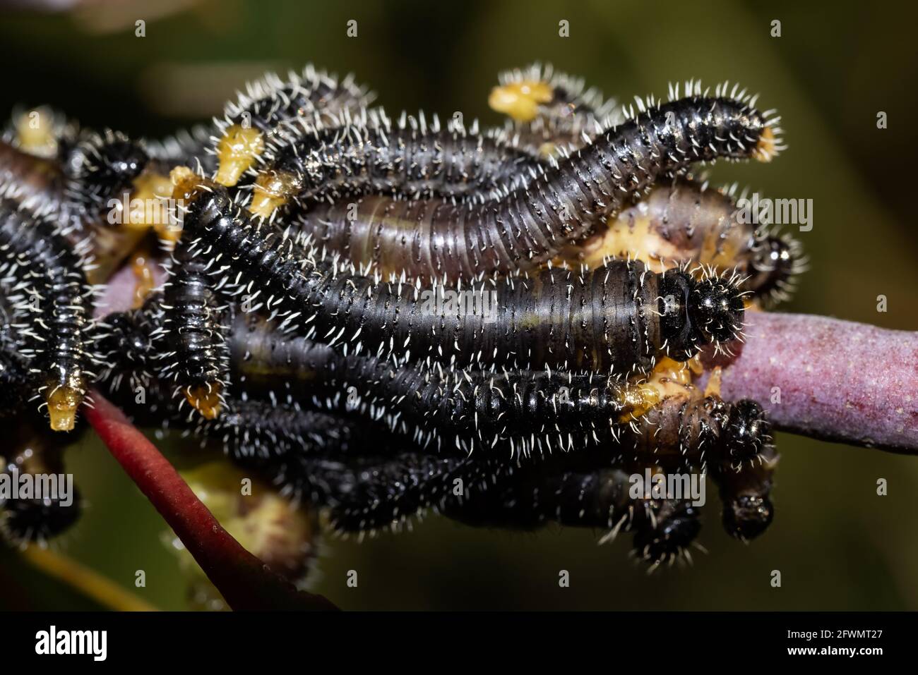 Sawfly larvae on Eucalyptus Tree Branch Stock Photo - Alamy