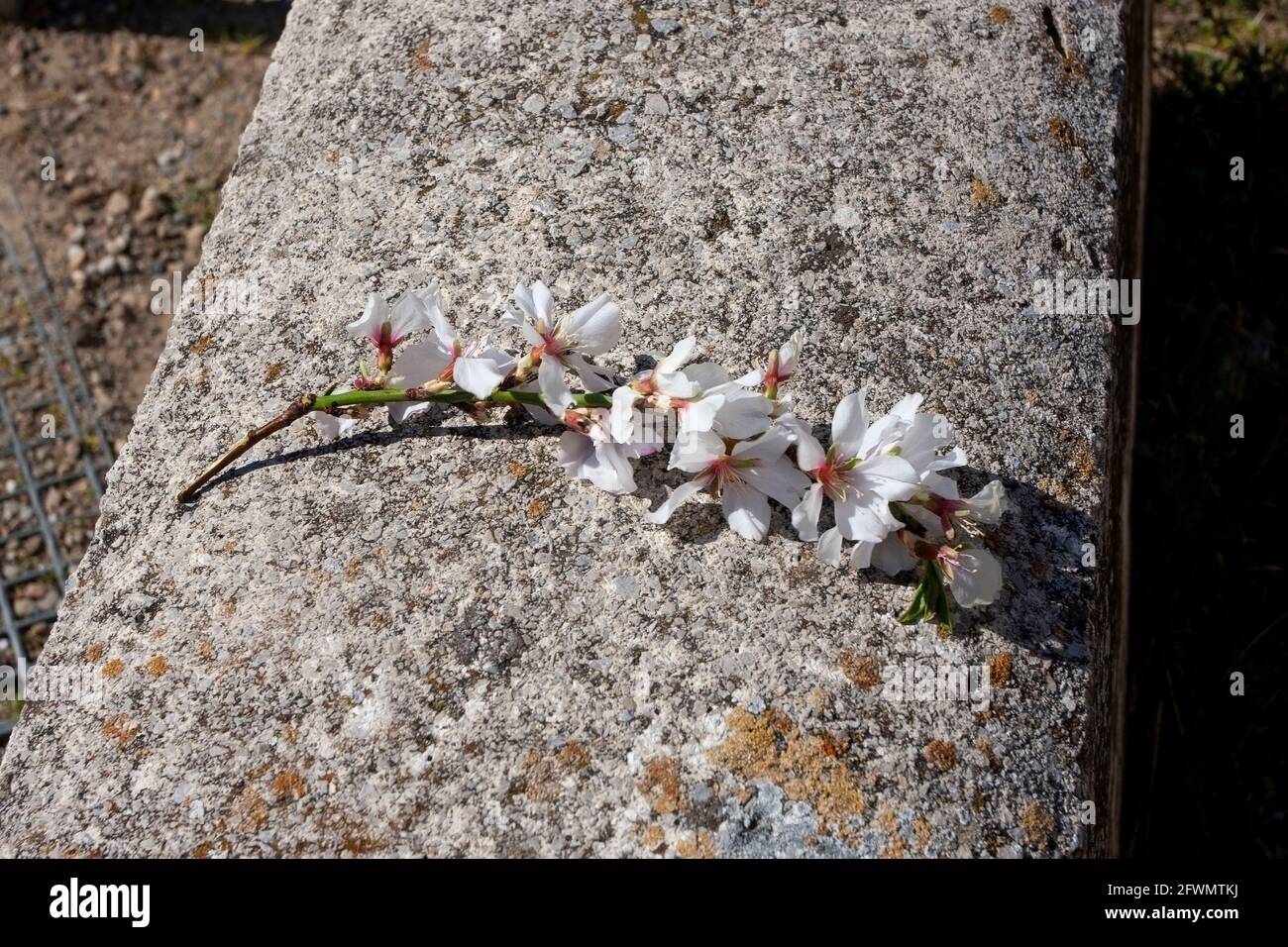 almond blossom branch by the roadside Stock Photo - Alamy
