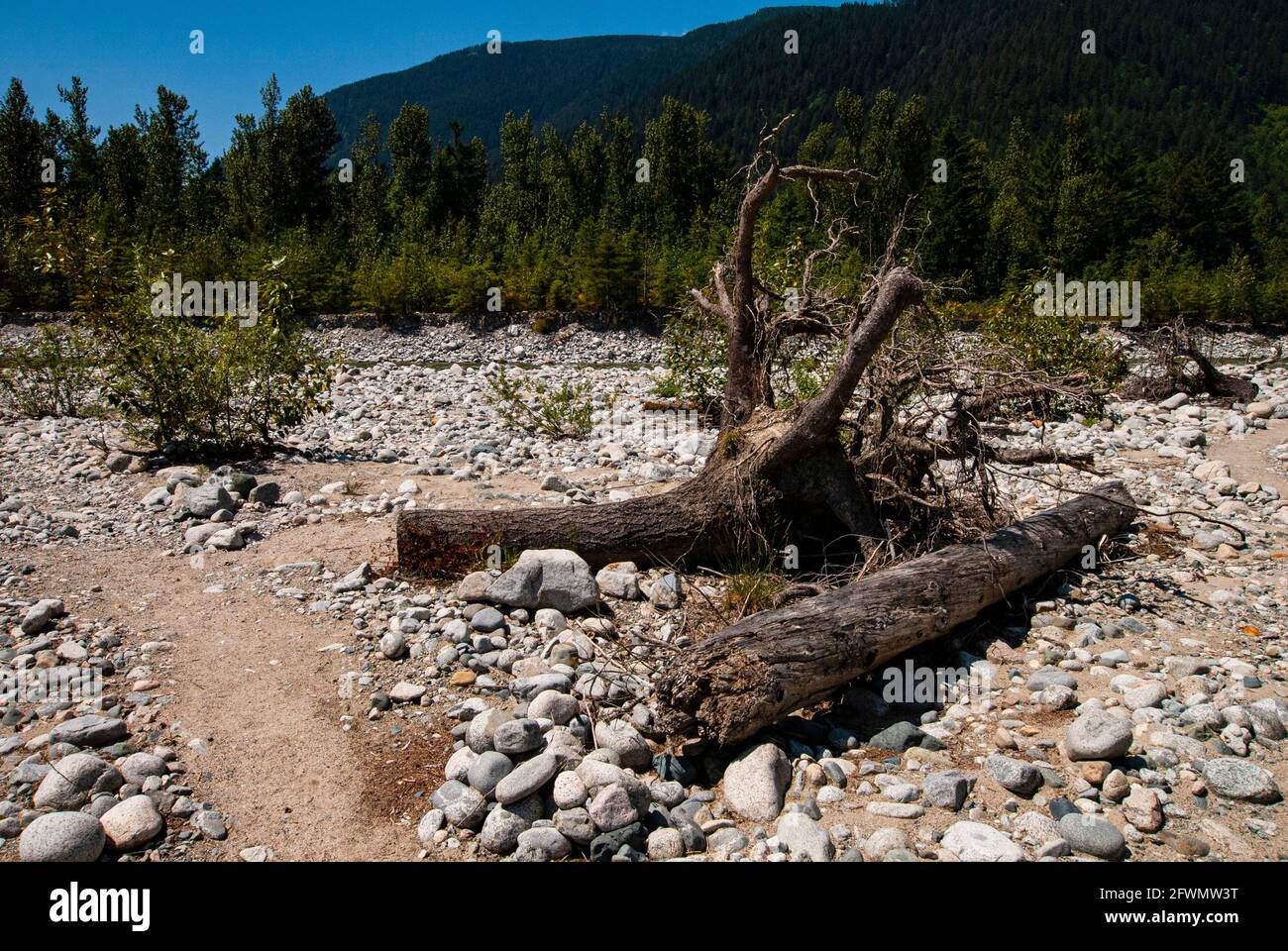 Driftwood at Norrish Creek in Dewdney, Mission, British Columbia ...
