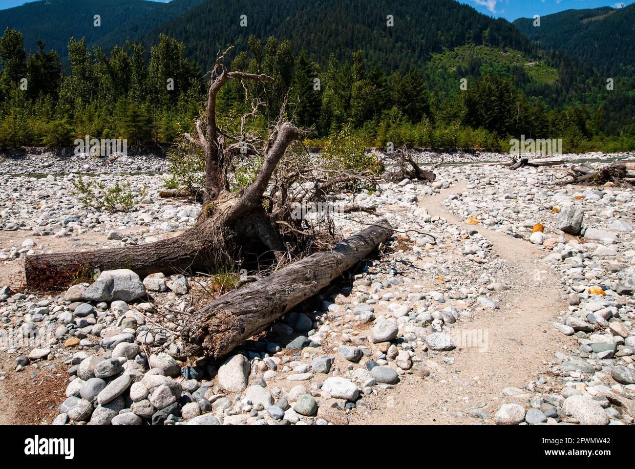 Driftwood at Norrish Creek in Dewdney, Mission, British Columbia ...
