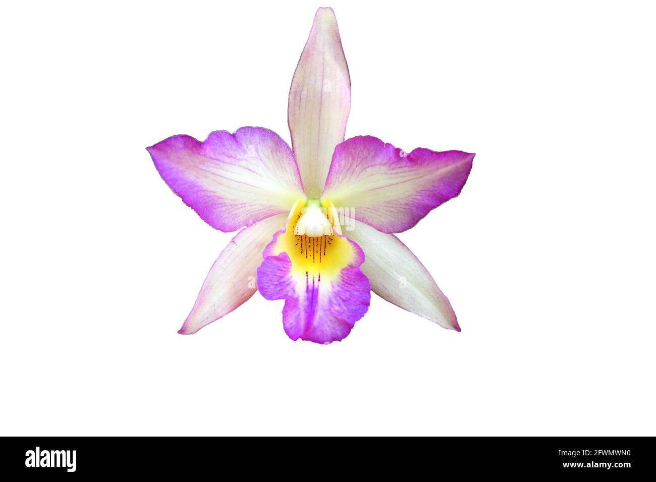 Orchid Flower Cutout Isolated on a Solid Color Background Stock Photo ...