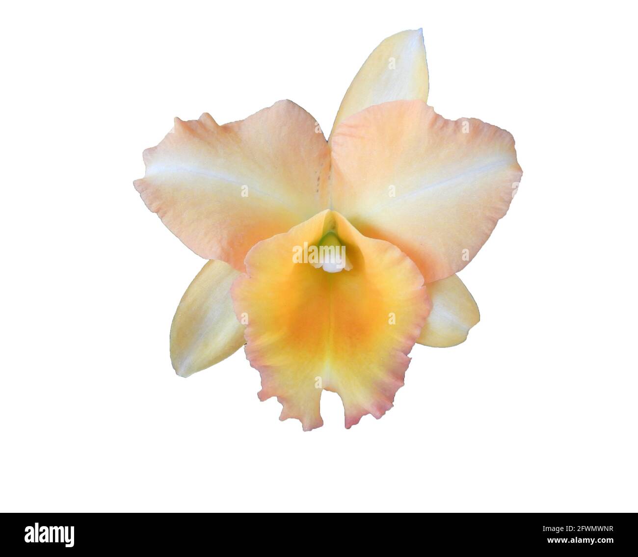 Orchid Flower Cutout Isolated on a Solid Color Background Stock Photo ...