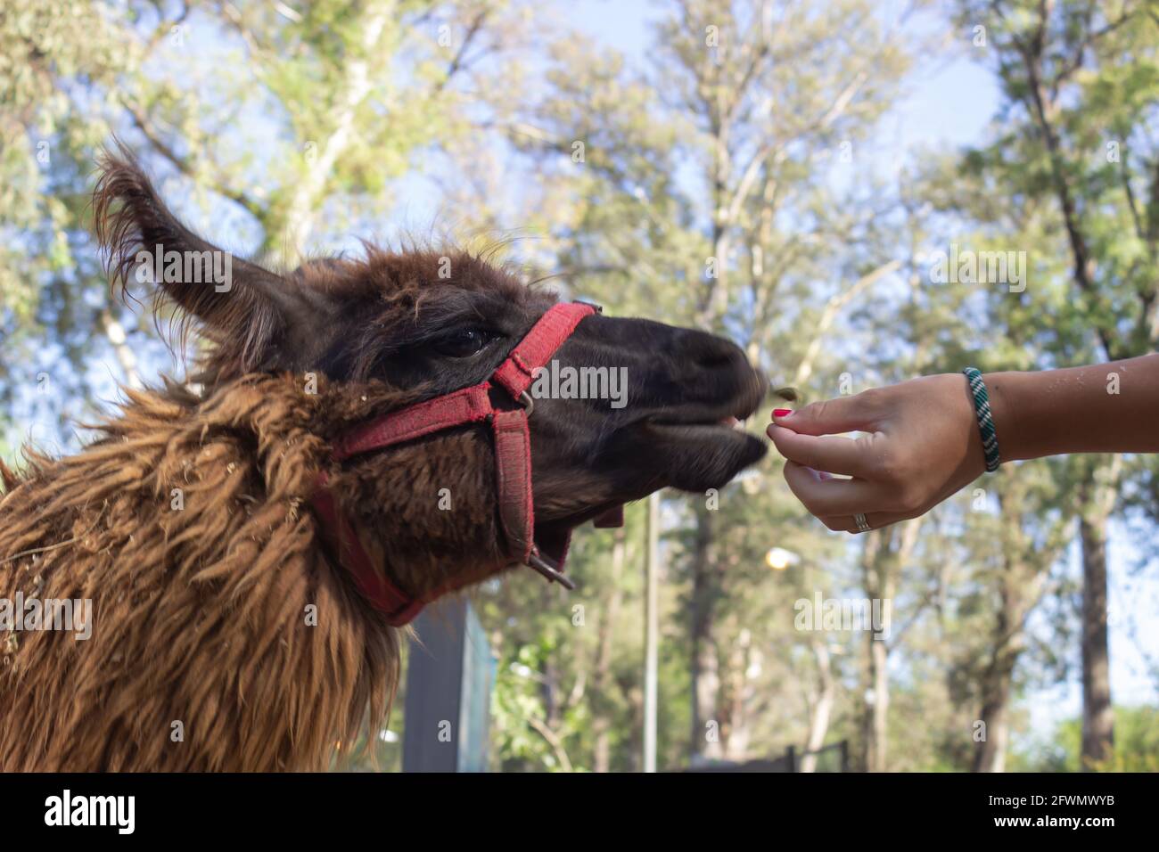 Llama face close up hi-res stock photography and images - Alamy