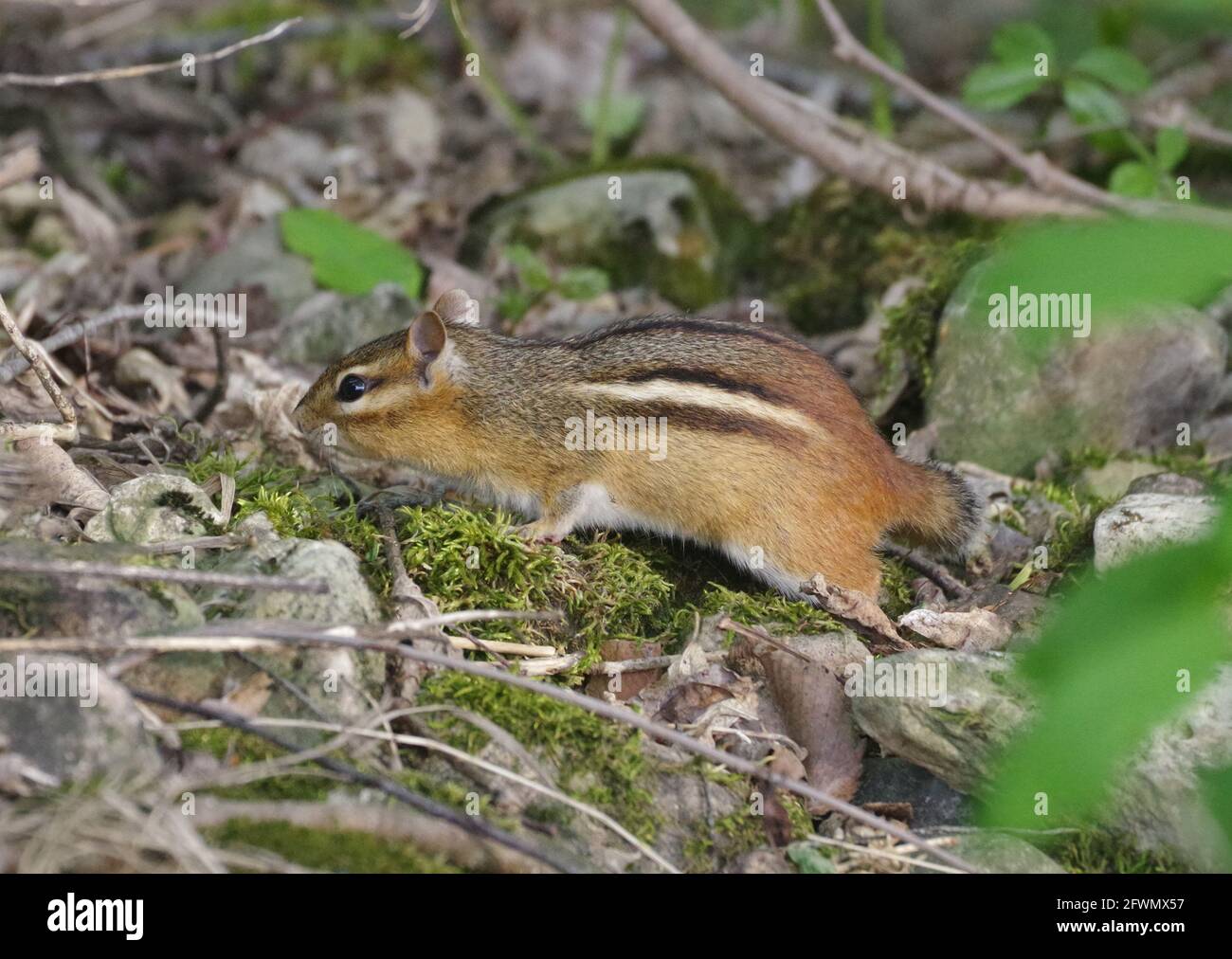 Eastern Chipmunk, Tamias striatus, native to North America Stock Photo ...