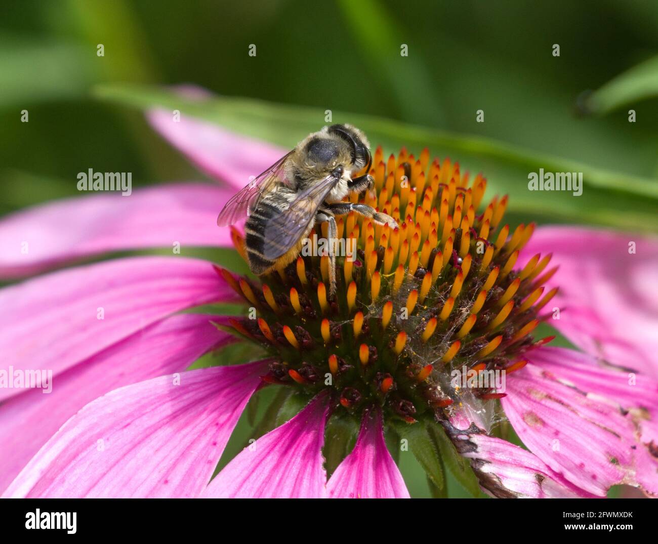 Megachile latimanus hi-res stock photography and images - Alamy