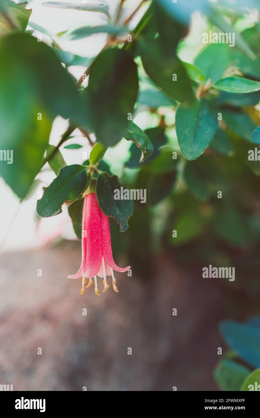native Australian correa dusky bells plant outdoor in sunny backyard ...