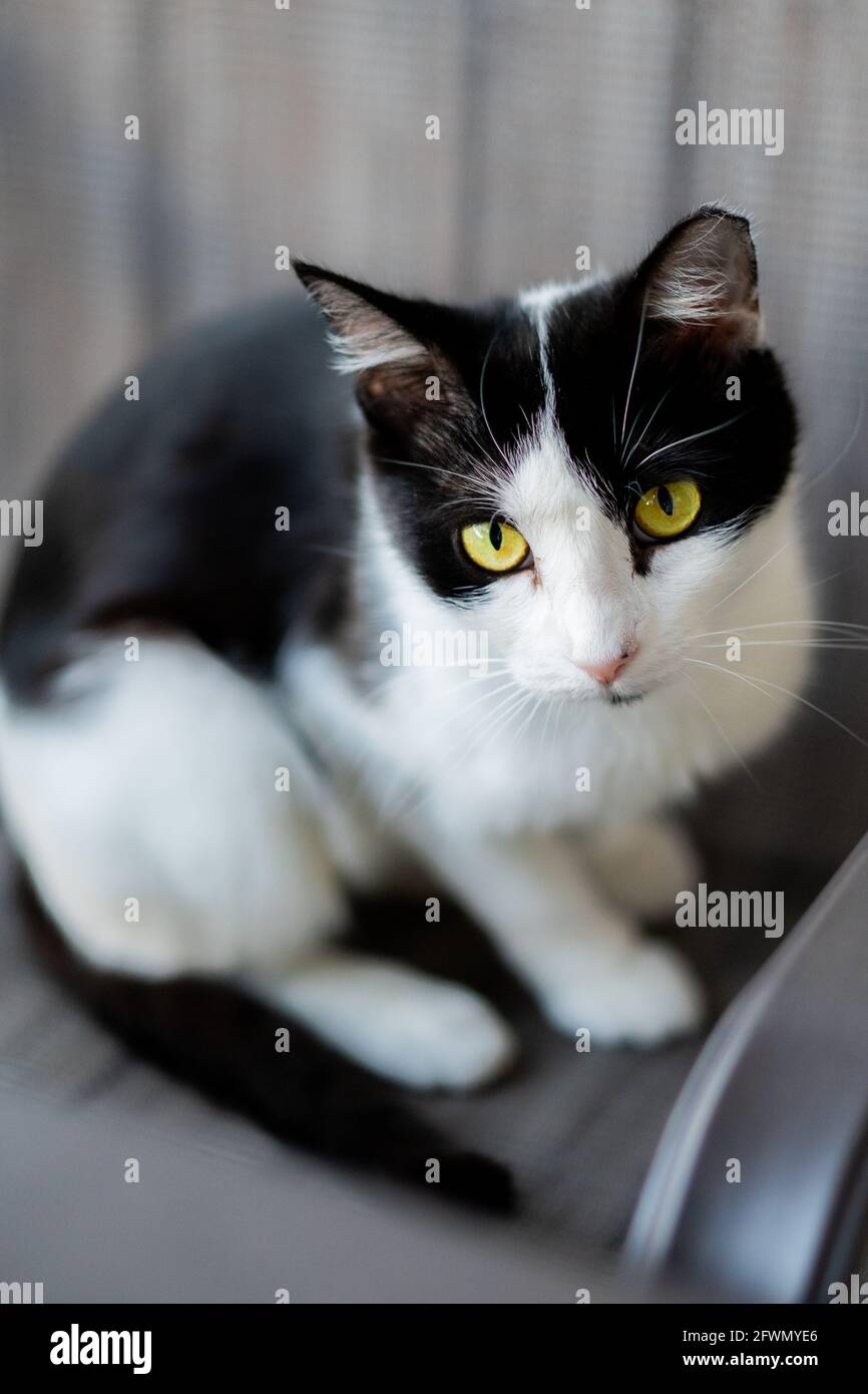 Stray Cat With Clipped Ear Symbolizes It Was Captured By A Rescue Group And Spayedneutered To