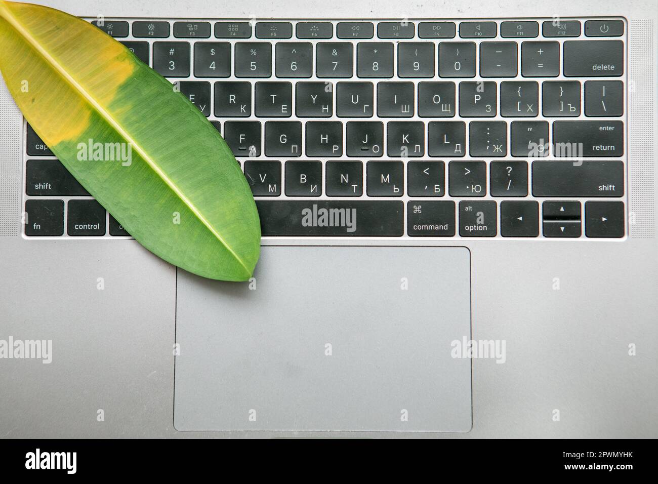 green yellow ficus leaf on laptop keyboard overhead top view Stock ...