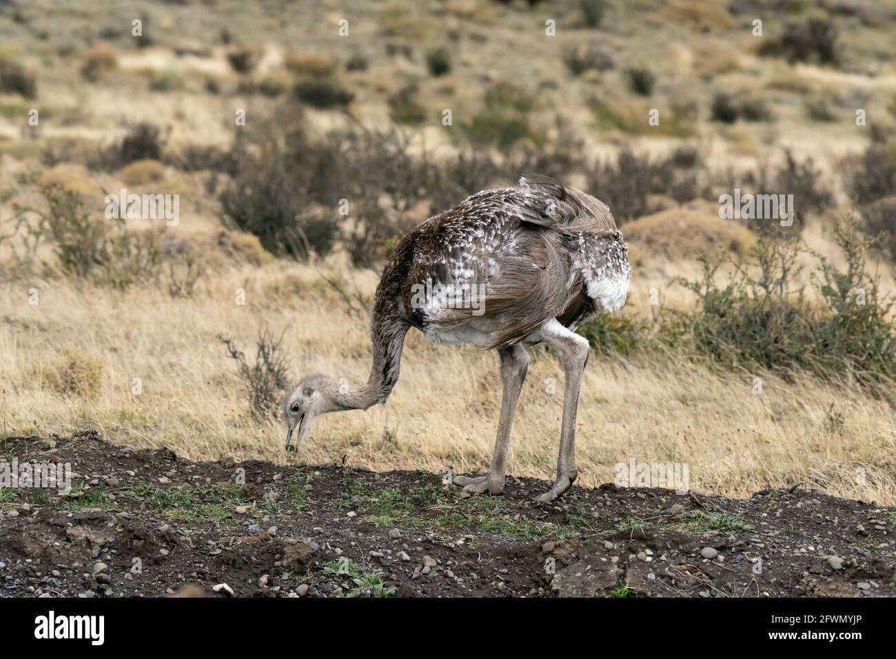 Lesser rhea (Darwin's rhea, Rhea pennata) eating a small invertebrate ...
