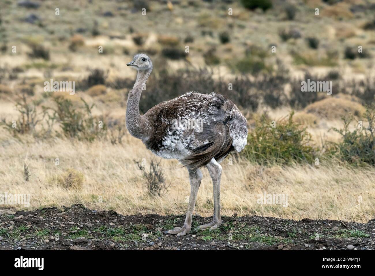 Lesser rhea hi-res stock photography and images - Alamy